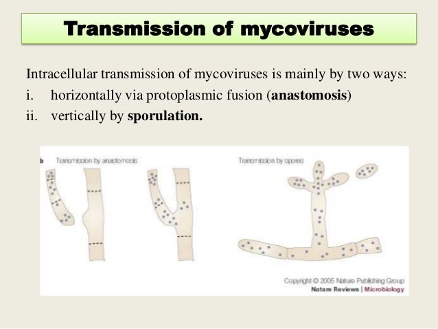 Mycoviruses in plant disease management final