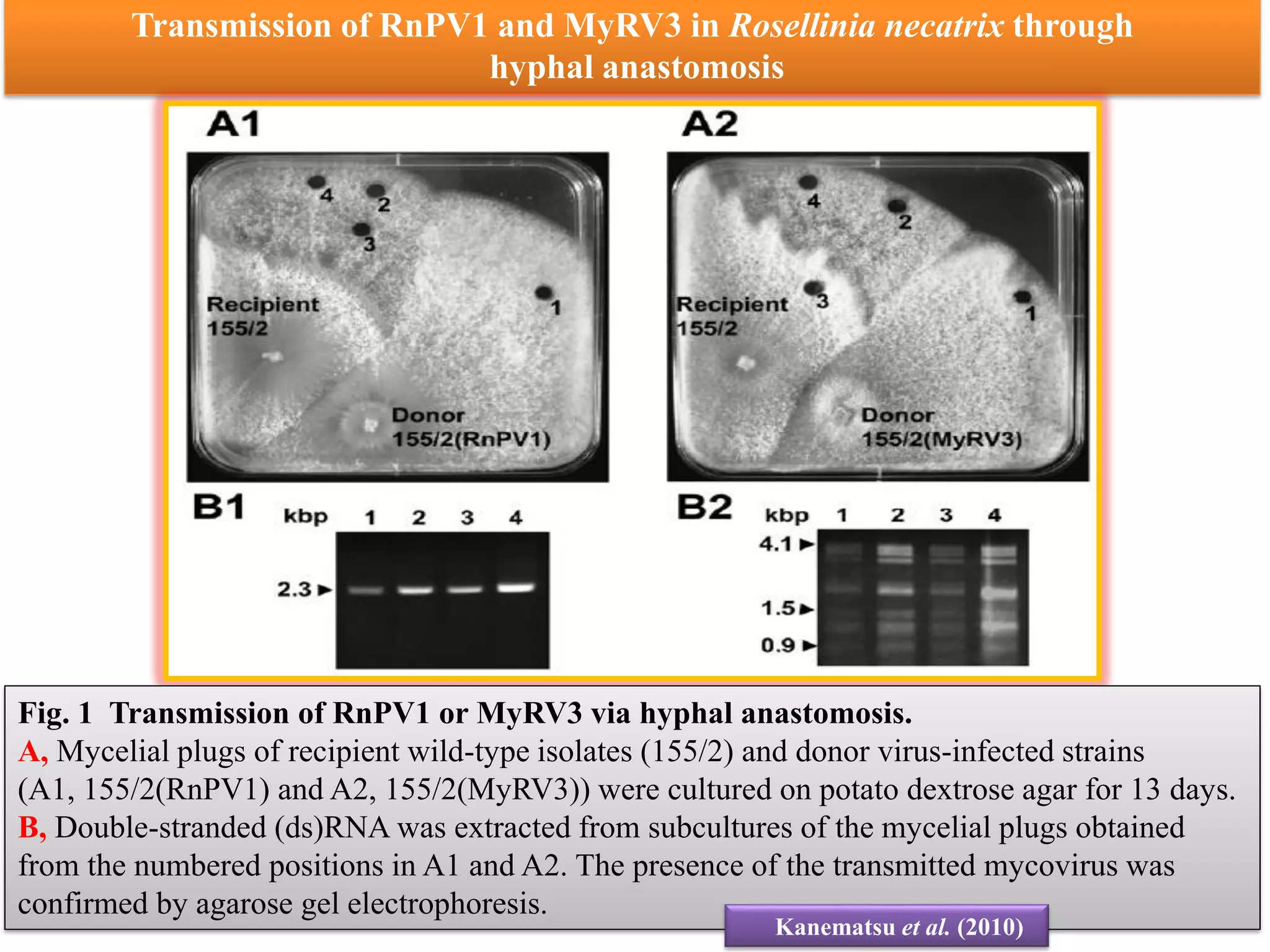 Mycoviruses of filamentous fungi and their relevance to plant pathology ...