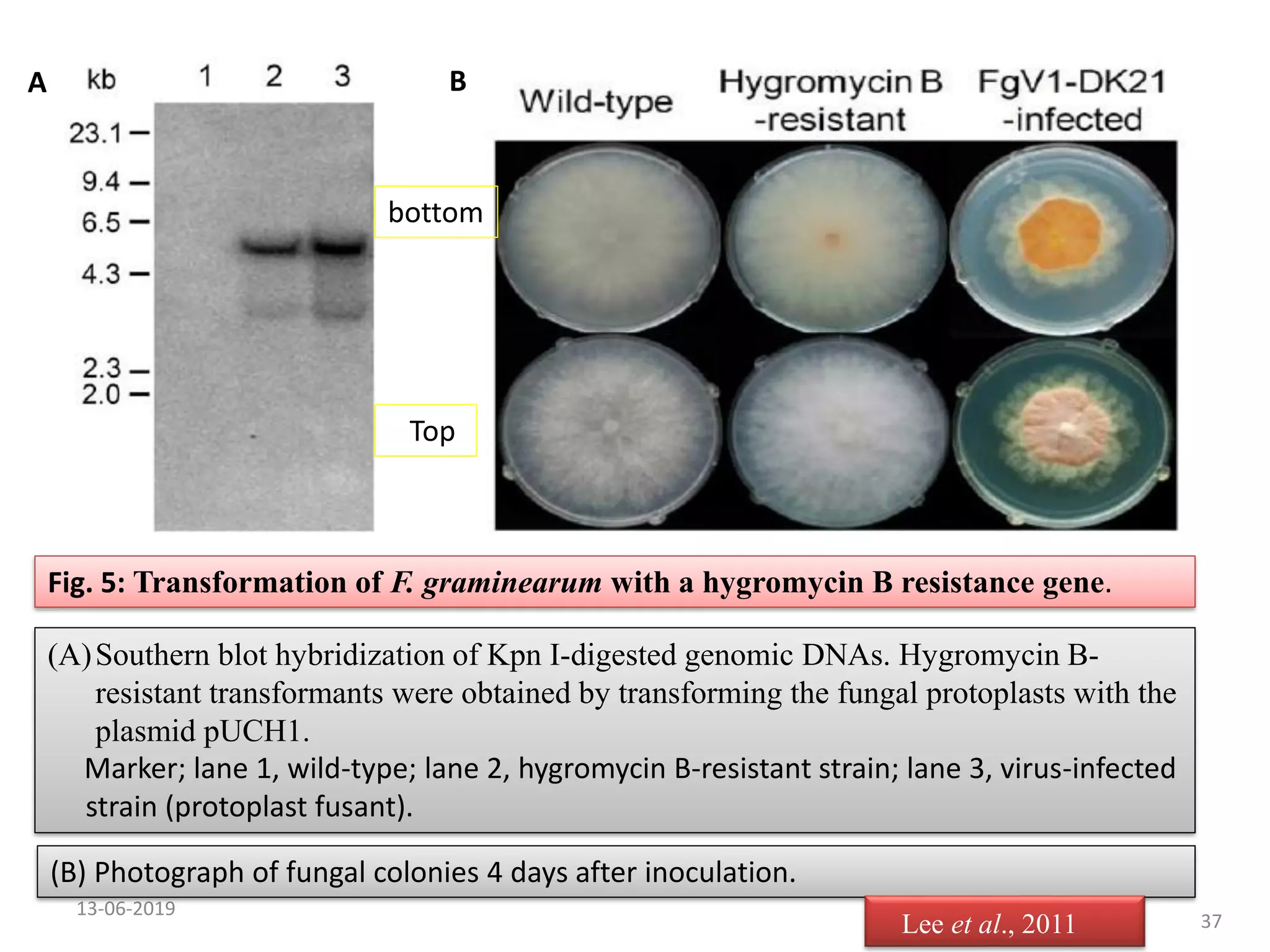 Mycoviruses of filamentous fungi and their relevance to plant pathology ...
