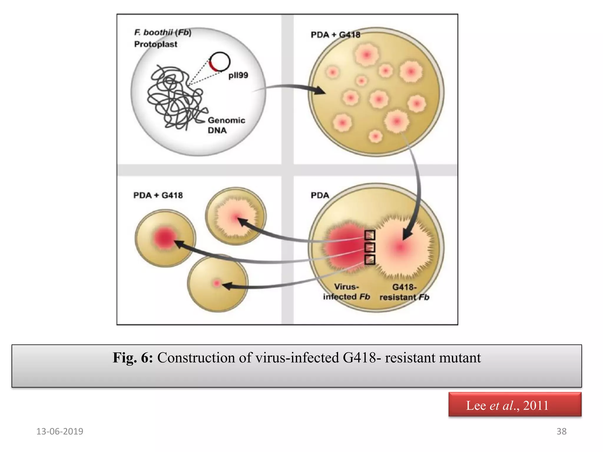 Mycoviruses of filamentous fungi and their relevance to plant pathology ...