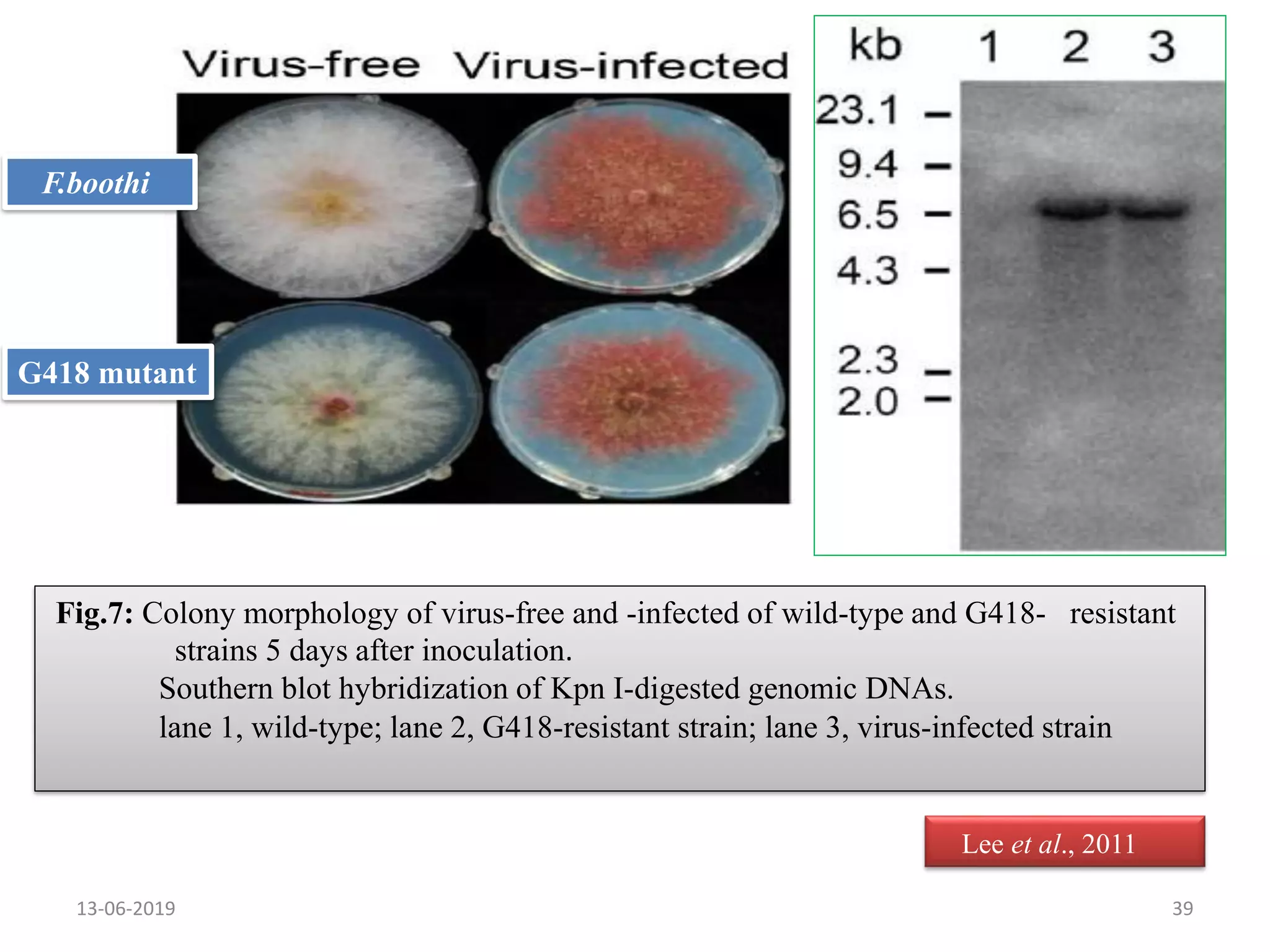 Mycoviruses of filamentous fungi and their relevance to plant pathology ...
