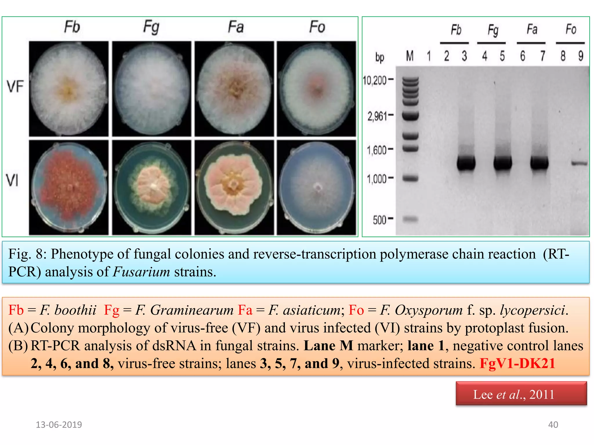 Mycoviruses of filamentous fungi and their relevance to plant pathology ...
