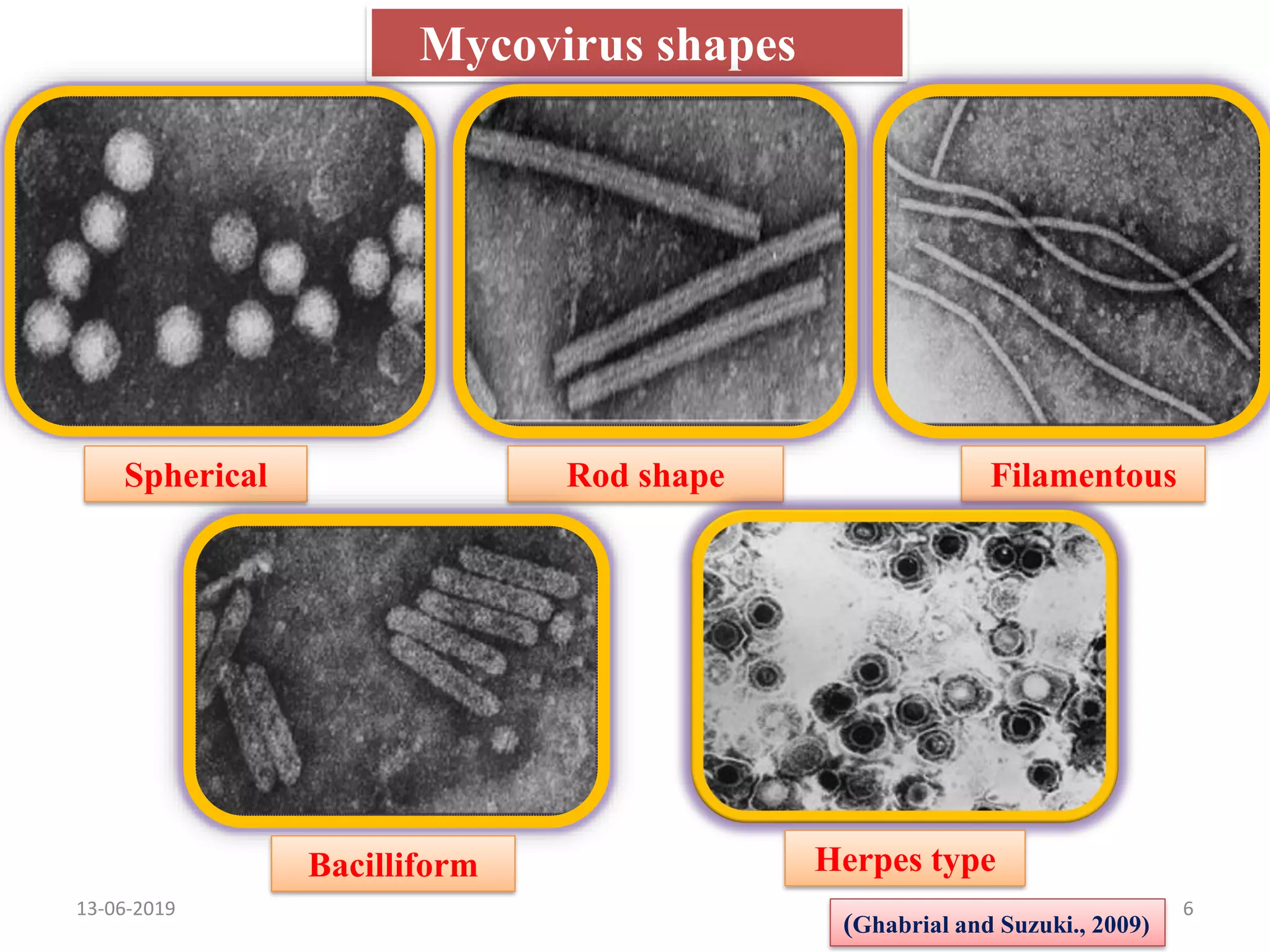 Mycoviruses of filamentous fungi and their relevance to plant pathology ...