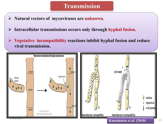 Mycoviruses of filamentous fungi and their relevance to plant pathology ...