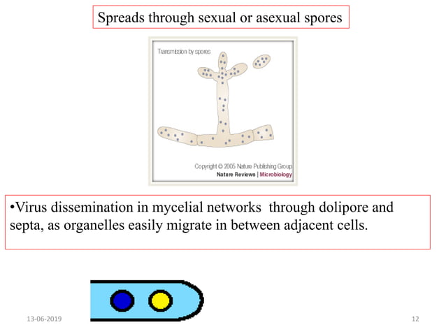 Mycoviruses of filamentous fungi and their relevance to plant pathology ...