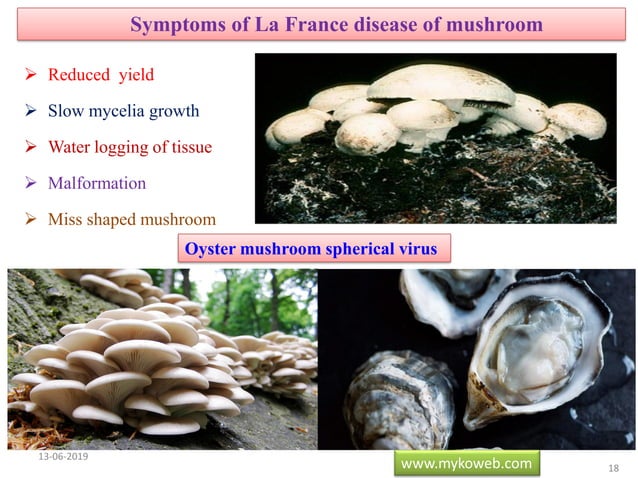 Mycoviruses of filamentous fungi and their relevance to plant pathology ...