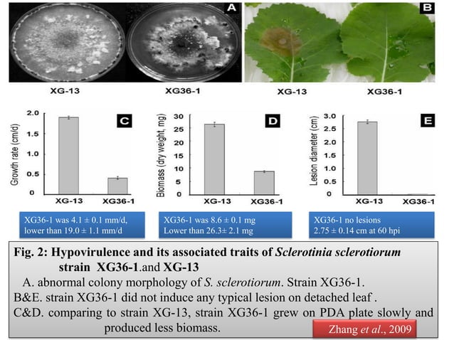 Mycoviruses of filamentous fungi and their relevance to plant pathology ...