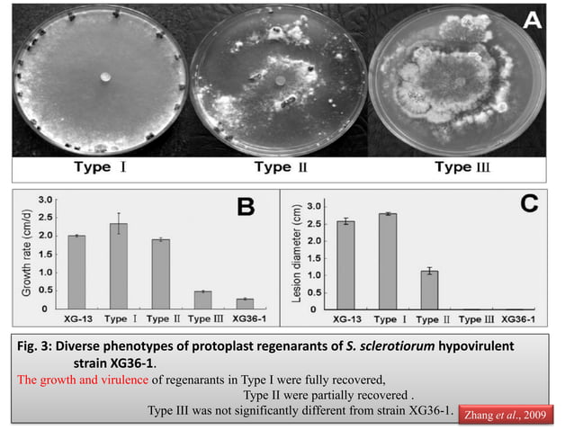 Mycoviruses of filamentous fungi and their relevance to plant pathology ...