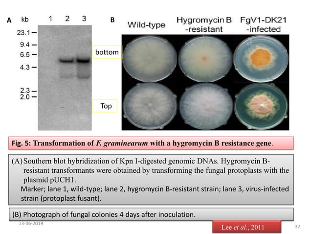 Mycoviruses of filamentous fungi and their relevance to plant pathology ...