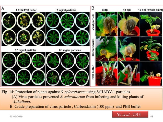 Mycoviruses of filamentous fungi and their relevance to plant pathology ...