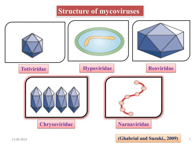 Mycoviruses of filamentous fungi and their relevance to plant pathology ...
