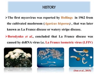 mycoviruses presentation 1.pptx