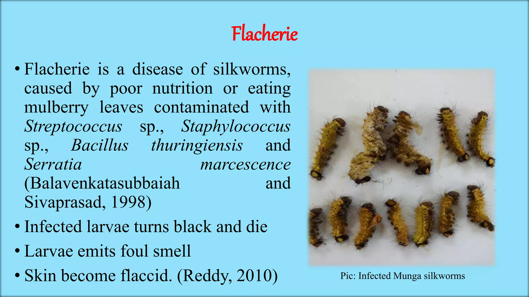 Diseases and Enemies of Honey Bee and Silk Moth | PPTX