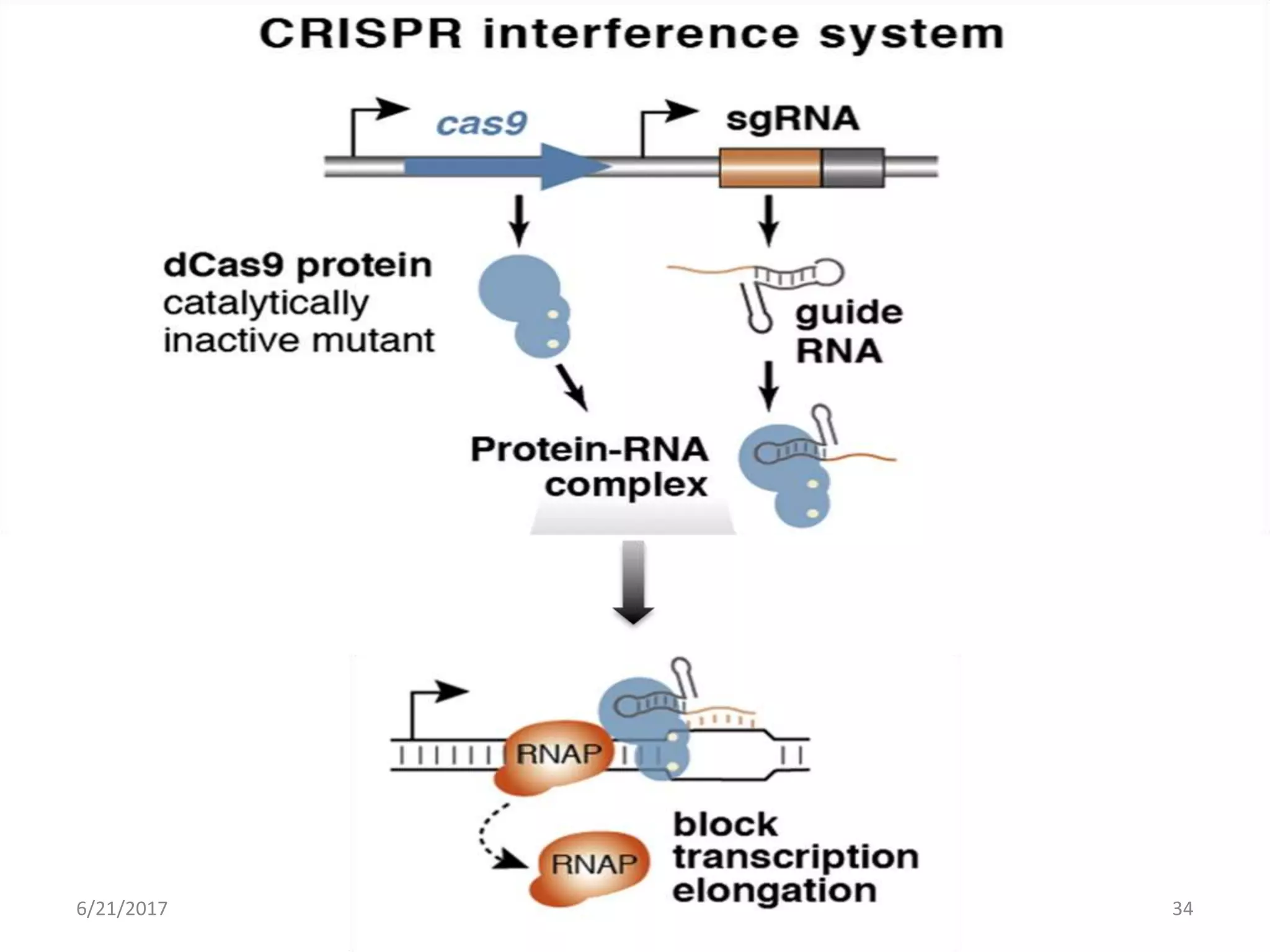 SEMINAR ON CRISPR | PPTX