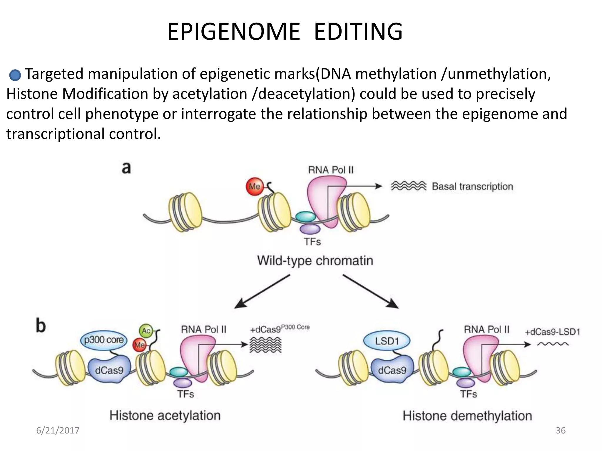 SEMINAR ON CRISPR | PPTX