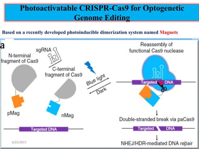 SEMINAR ON CRISPR | PPTX | Genetics | Science