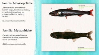 Peces: Orden Myctophiformes (Peces Linterna) | PPTX