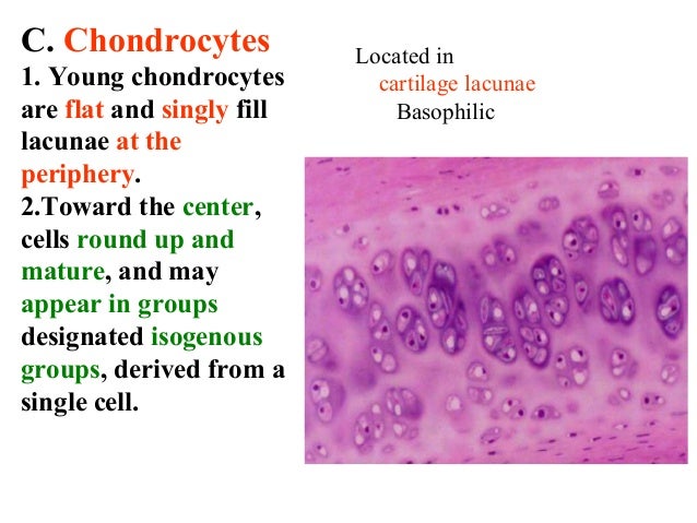 04 cartilages and bone