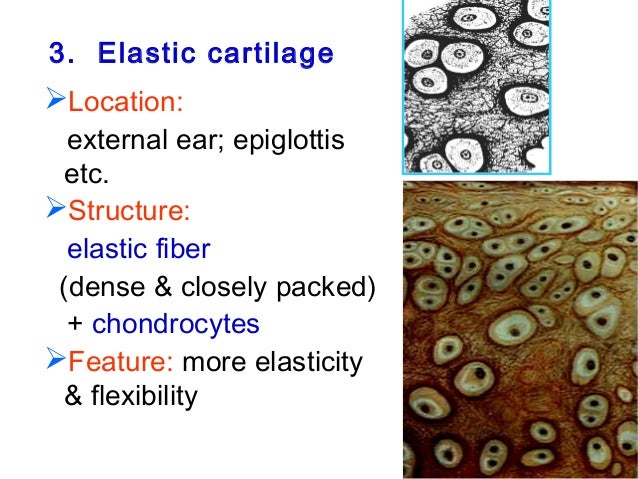 Cartilage Composition And Structure - instructioncyber