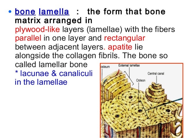 04 cartilages and bone