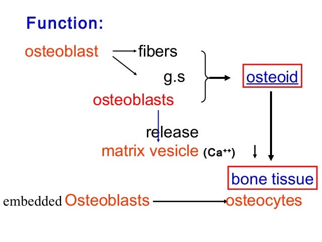 04 cartilages and bone