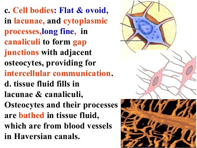 04 cartilages and bone