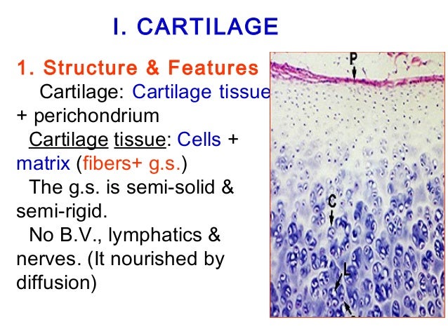 04 cartilages and bone