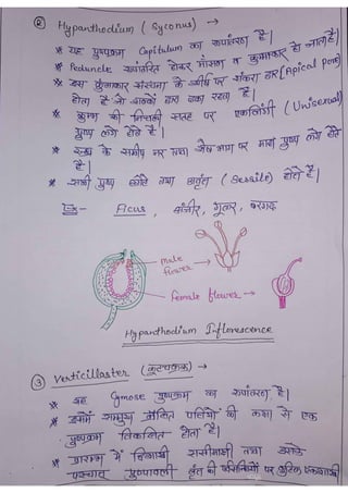 Inflorescence ( पुष्प क्रम) Hindi Medium Notes PDF Download | PDF