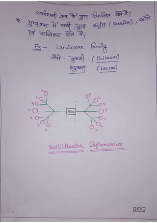 Inflorescence ( पुष्प क्रम) Hindi Medium Notes PDF Download | PDF