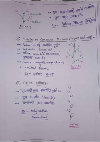 Inflorescence ( पुष्प क्रम) Hindi Medium Notes PDF Download | PDF