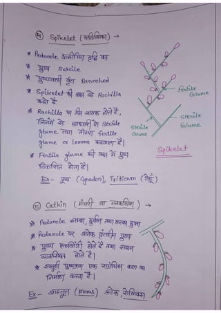 Inflorescence ( पुष्प क्रम) Hindi Medium Notes PDF Download | PDF