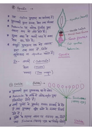 Inflorescence ( पुष्प क्रम) Hindi Medium Notes PDF Download | PDF
