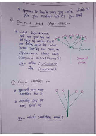 Inflorescence ( पुष्प क्रम) Hindi Medium Notes PDF Download | PDF