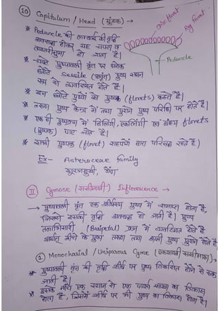 Inflorescence ( पुष्प क्रम) Hindi Medium Notes PDF Download | PDF