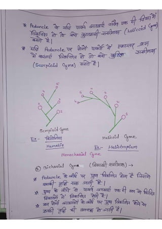 Inflorescence ( पुष्प क्रम) Hindi Medium Notes PDF Download | PDF