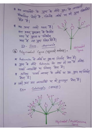 Inflorescence ( पुष्प क्रम) Hindi Medium Notes PDF Download | PDF