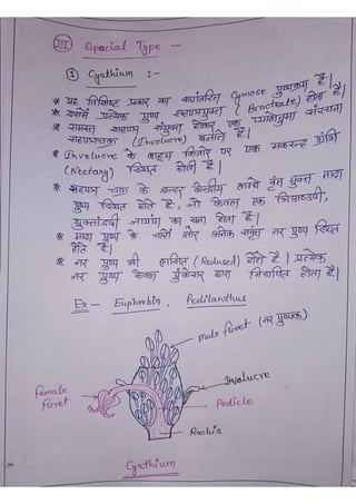 Inflorescence ( पुष्प क्रम) Hindi Medium Notes PDF Download | PDF
