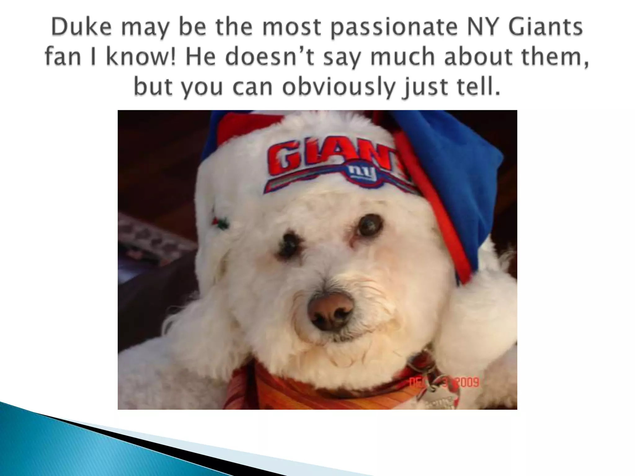 My dog, duke (sit profile) | PPT