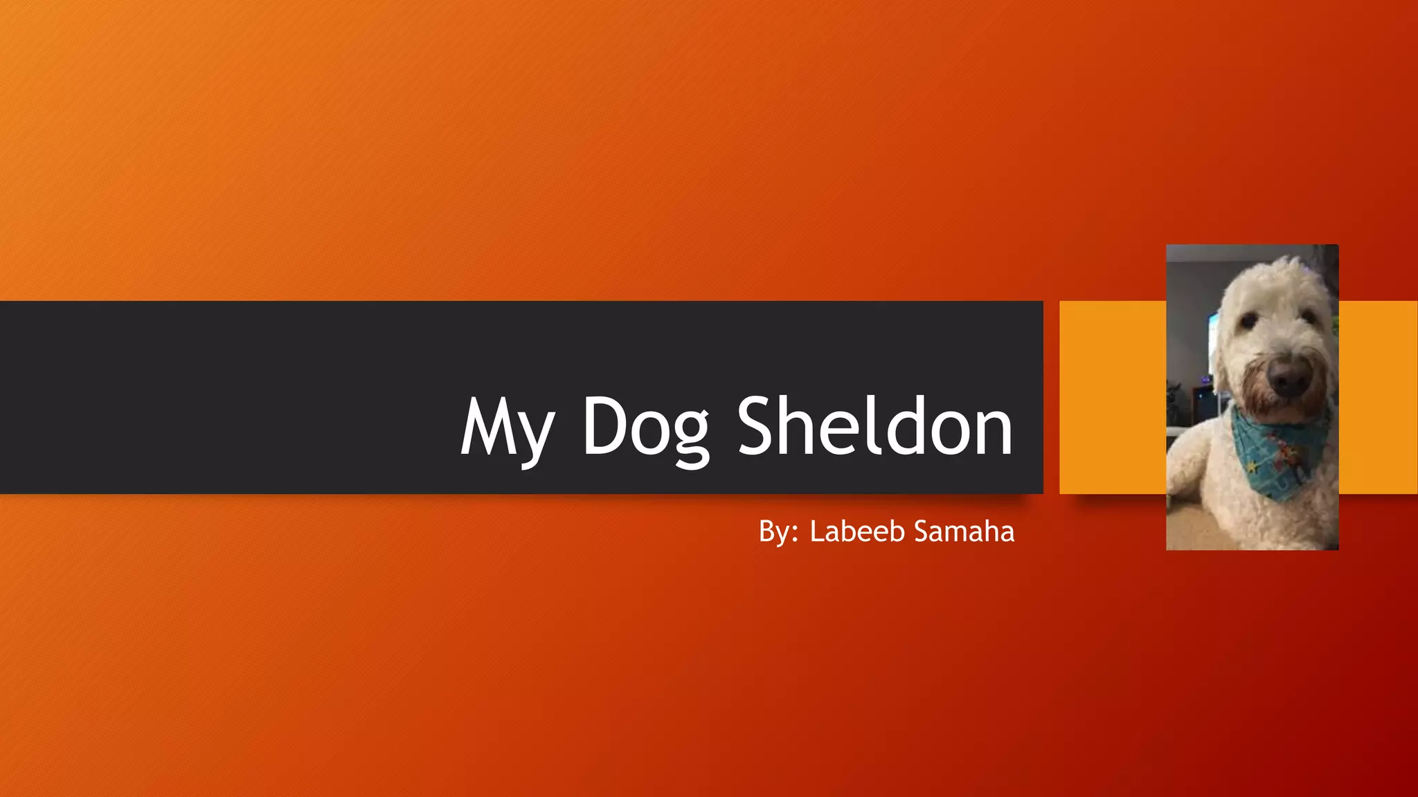 My dog sheldon | PPT