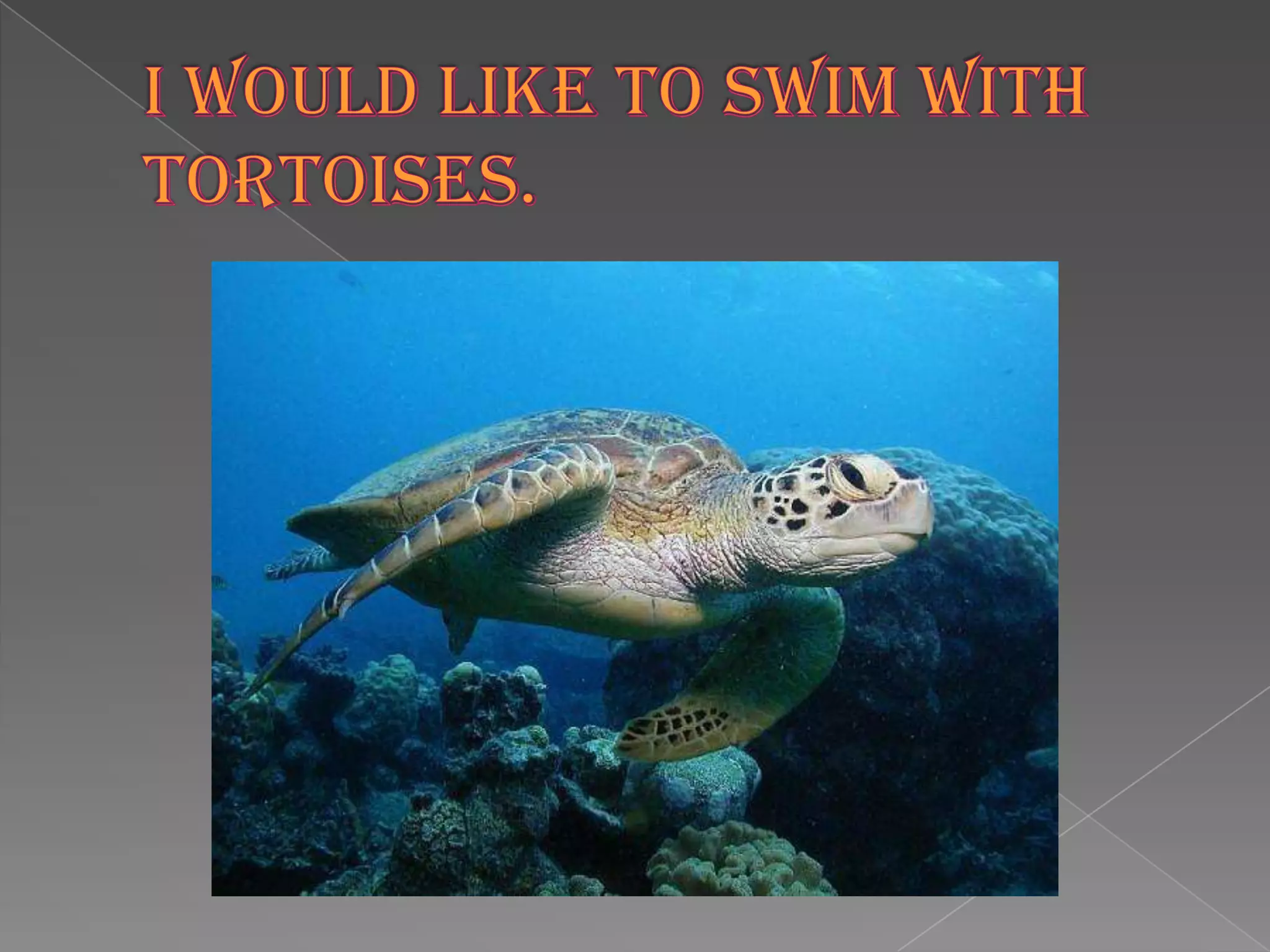 My dream holidays | PPTX | National & Civic Holidays | Holidays