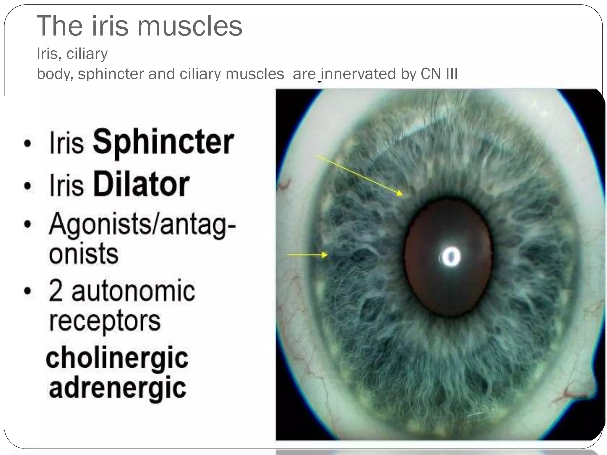 Mydriatics and cycloplegics | PPTX