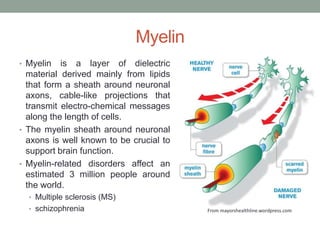 myelin presentation | PPT
