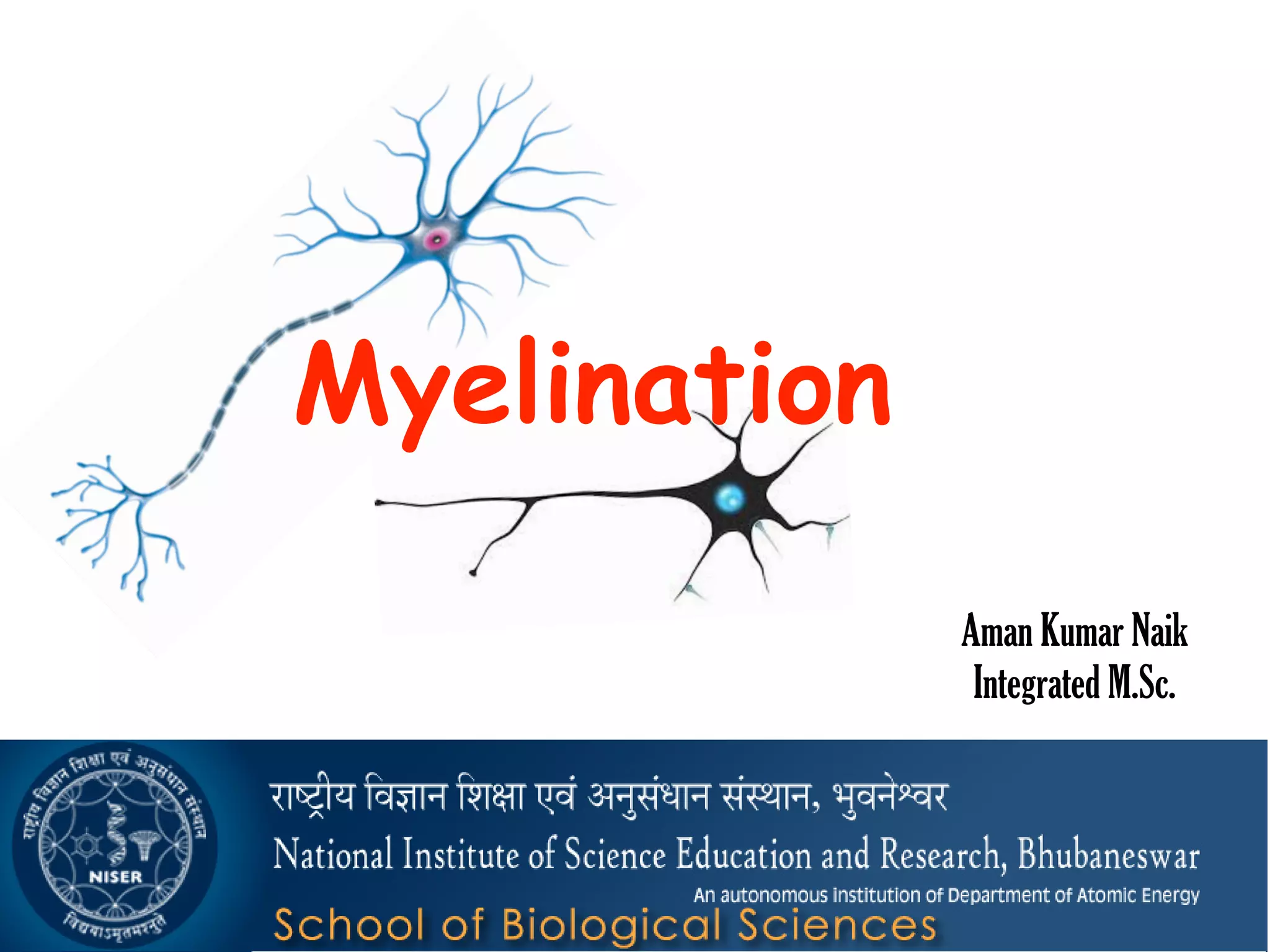 Myelination | PDF