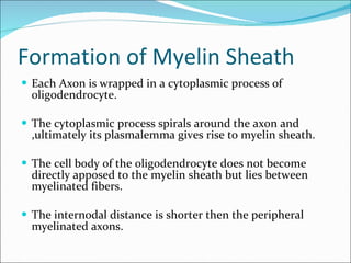 Myelination of nerves in cns | PPT