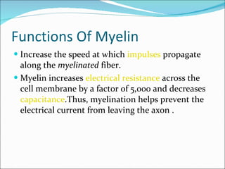 Myelination of nerves in cns | PPT