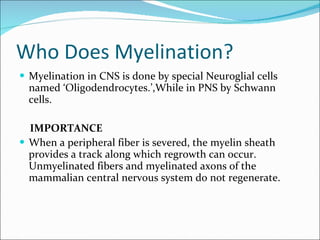 Myelination of nerves in cns | PPT