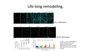Neuron class–specific responses govern adaptive myelin remodeling in ...