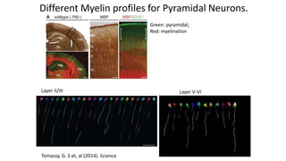 Neuron class–specific responses govern adaptive myelin remodeling in ...