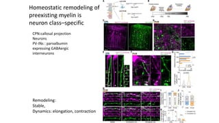 Neuron class–specific responses govern adaptive myelin remodeling in ...