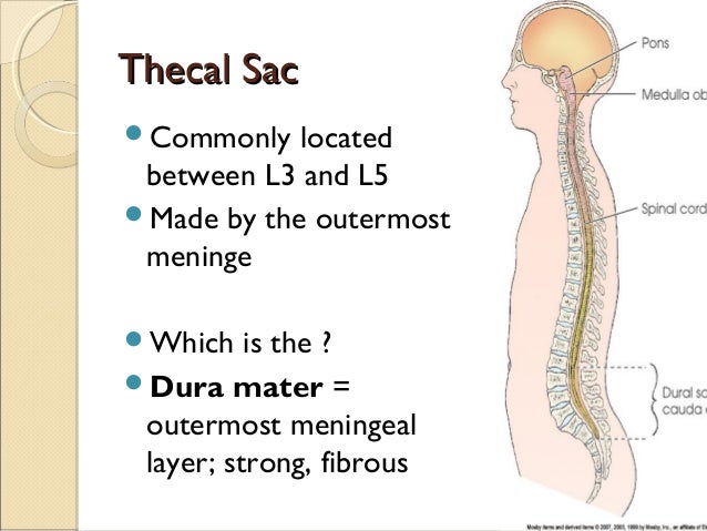 Thecal Sac Anatomy